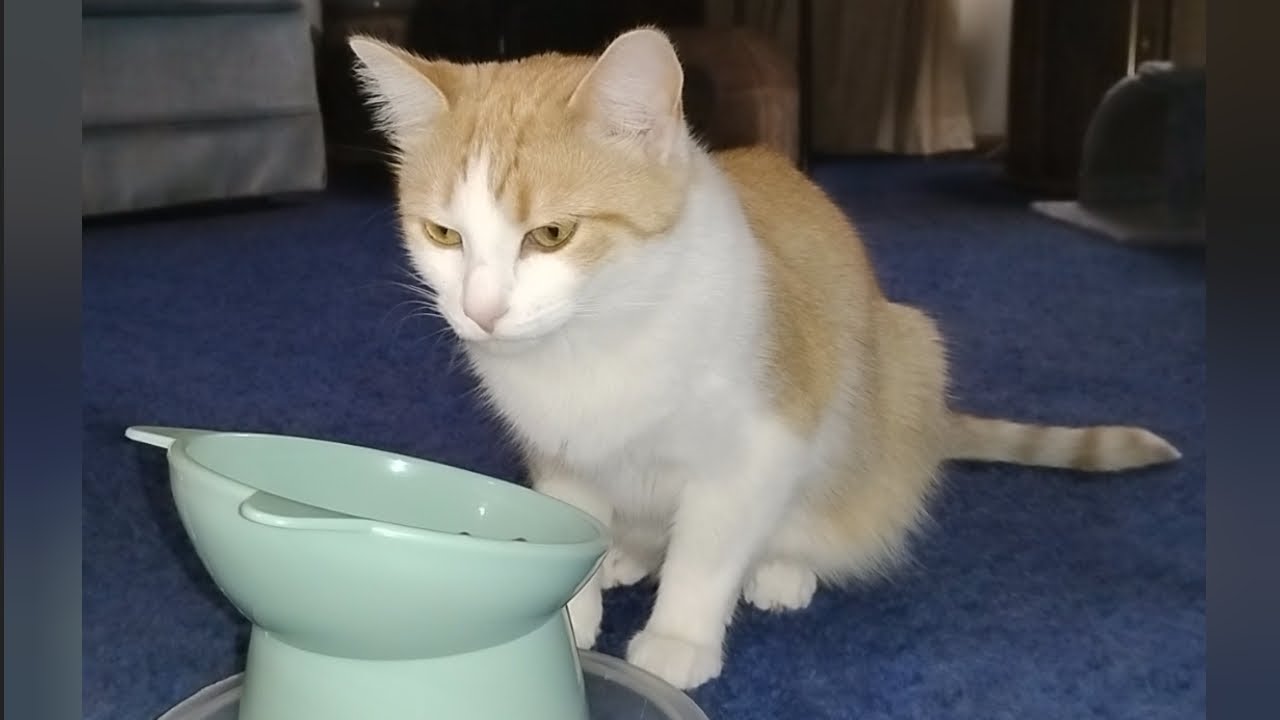 Peaches the Cat - Eating Kibble - YouTube