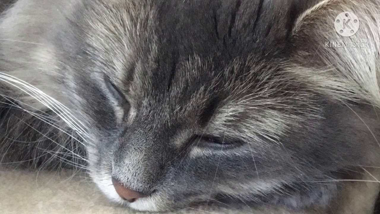 MEET MY CATS REEEE - YouTube