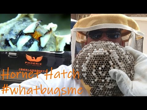 Hornet hatching - YouTube