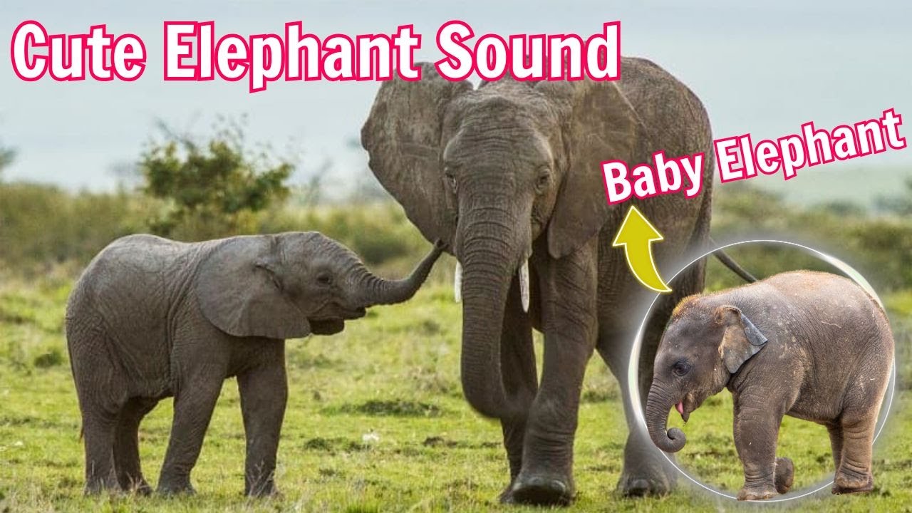 Elephant Sounds – Discover Wild Animal Sounds - YouTube