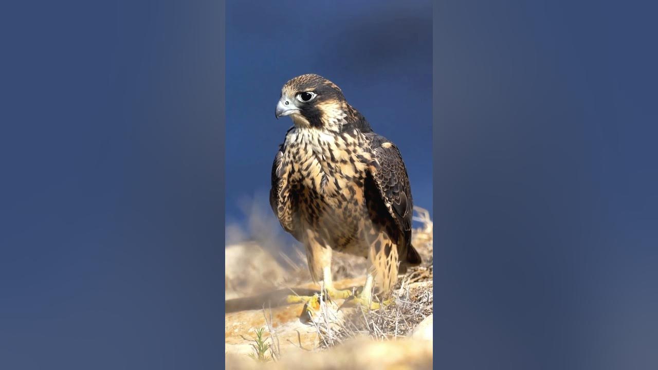 Peregrine Falcon’s Aerial Majesty | Shorts 🦅🌌 #Shorts #ytshorts # ...