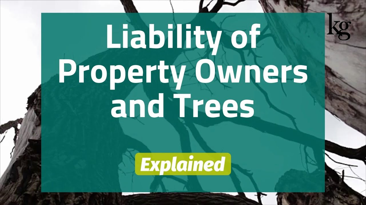 Explained - Liability of Property Owners and Trees - YouTube