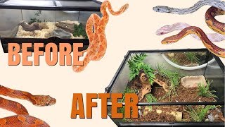 Corn Snake Habitat Setup