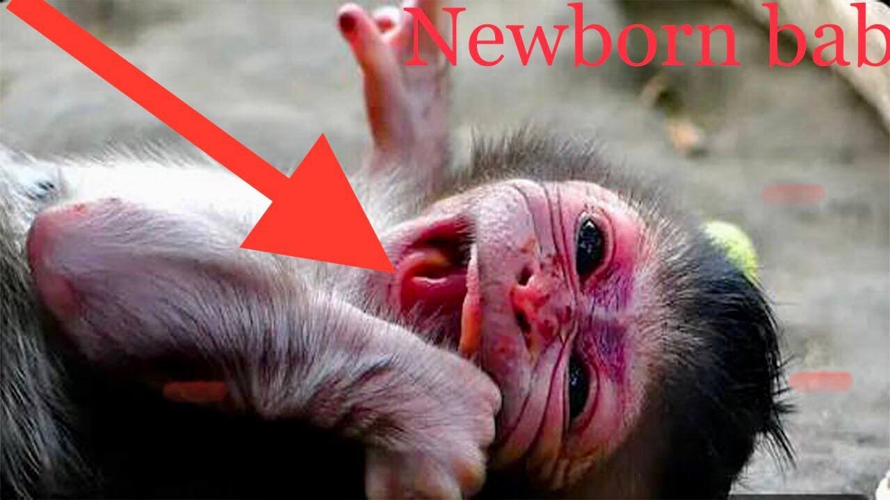 New born baby monkey unhappy with monkey mom careless to her baby - YouTube