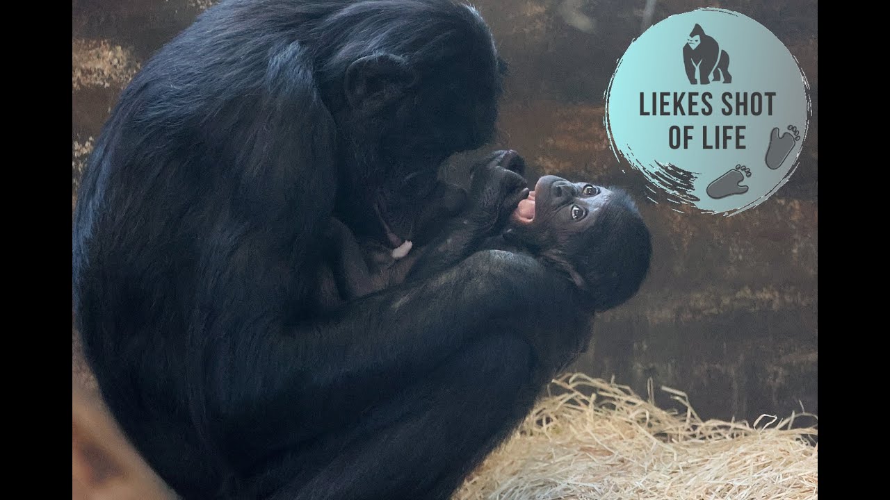 CUTE BONOBO BABY AND GOOFY FAMILY - YouTube