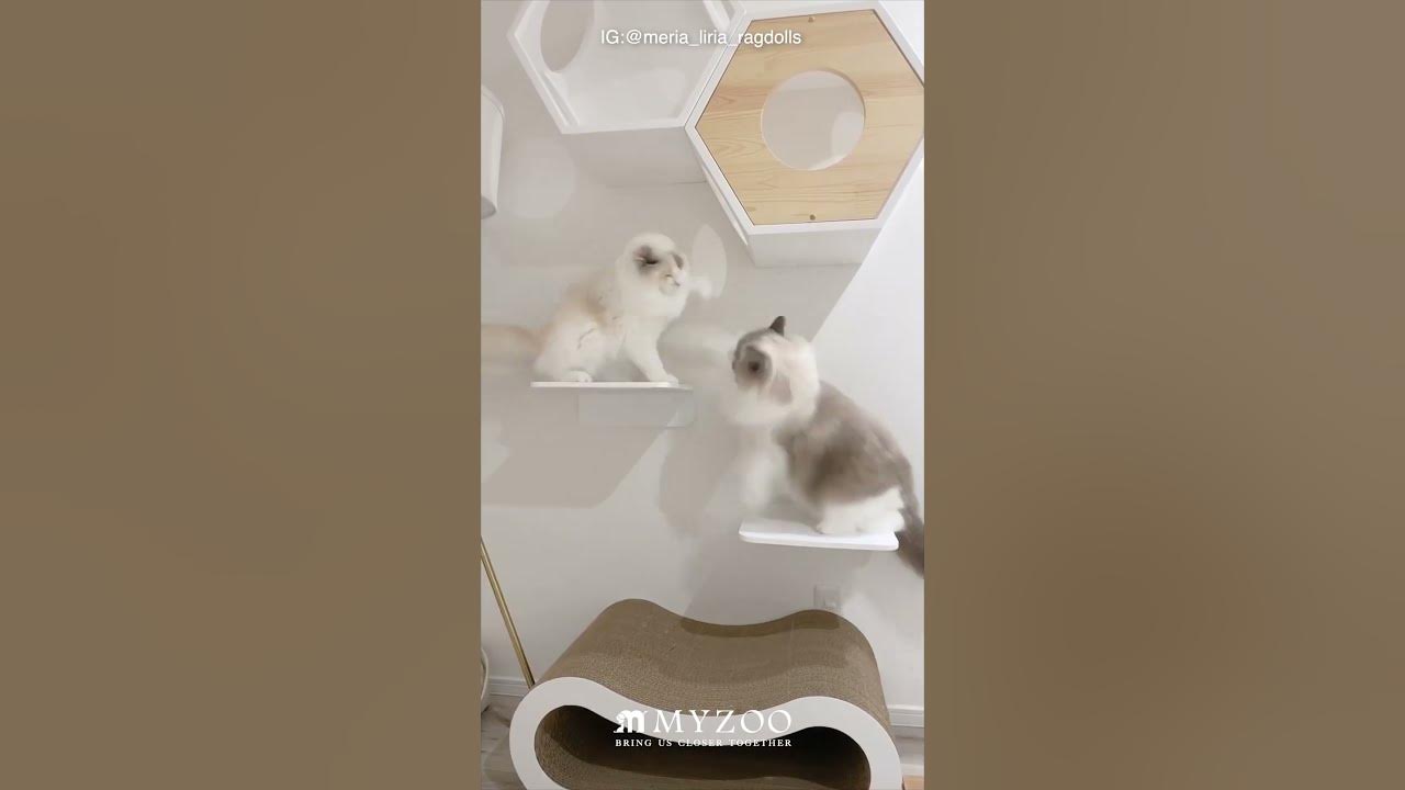 趣味合集｜六角跳台篇｜MYZOO動物緣 - YouTube