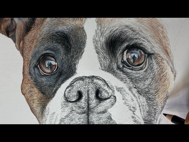 How To Draw A Realistic Boxer Dog