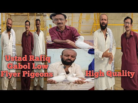 Low Flying Pigeons Ustad Rafiq Gabol|High Quality Pigeons - YouTube