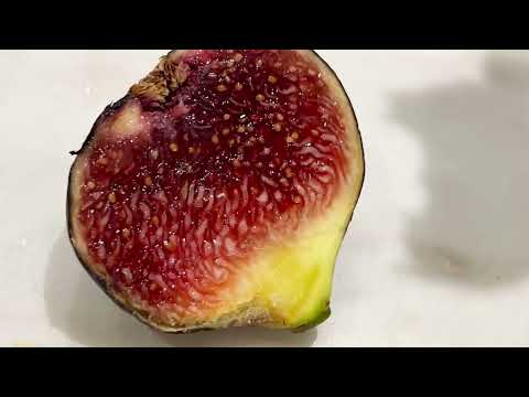 Raspberry Latte Fig - YouTube