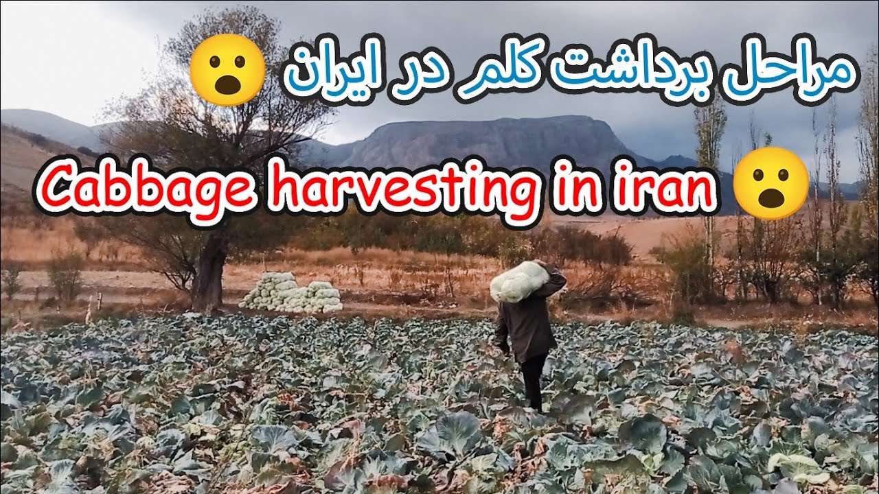 برداشت کلم در ایران 😯 Cabbage harvesting in Iran - YouTube
