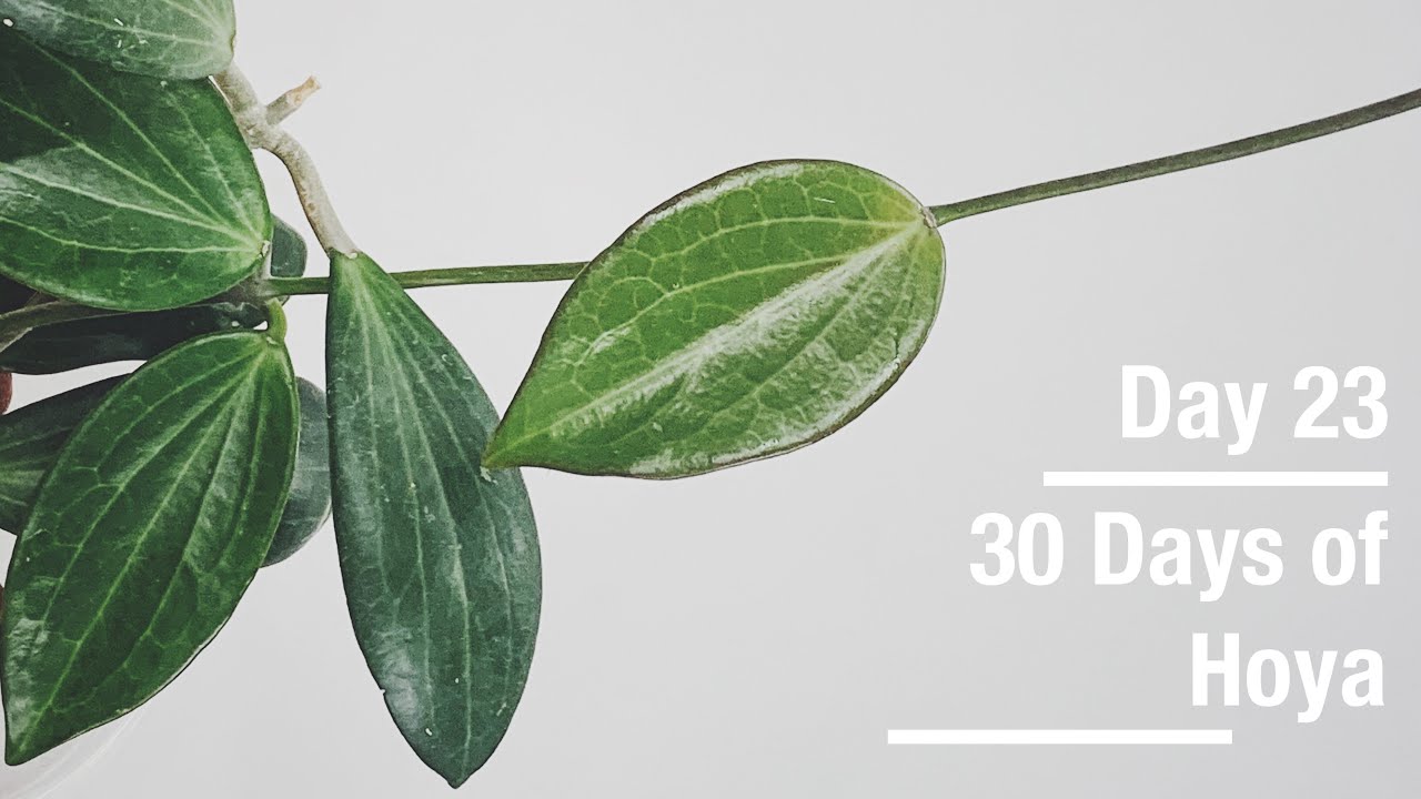 Hoya nicholsoniae | 30 days of Hoya - 23 of 30 - YouTube