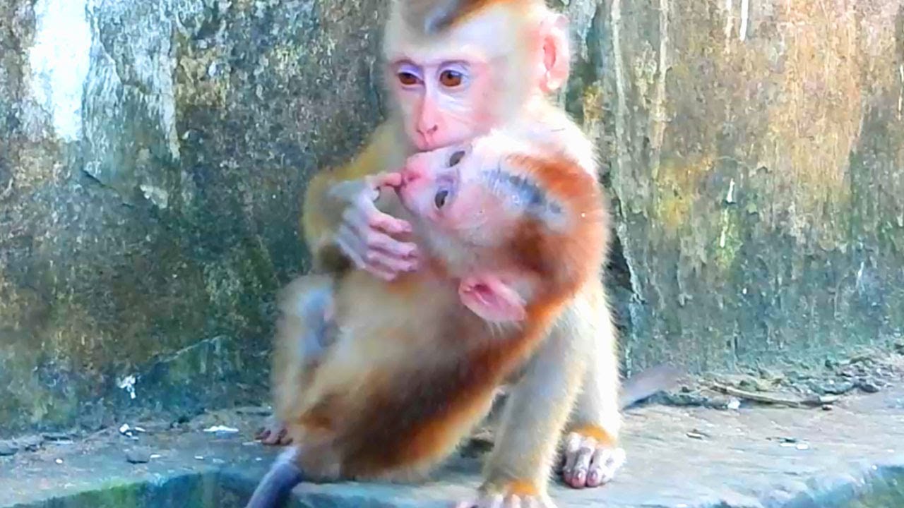 Couple Lovely Little monkey Lucy meets handsome Brother Leo - YouTube
