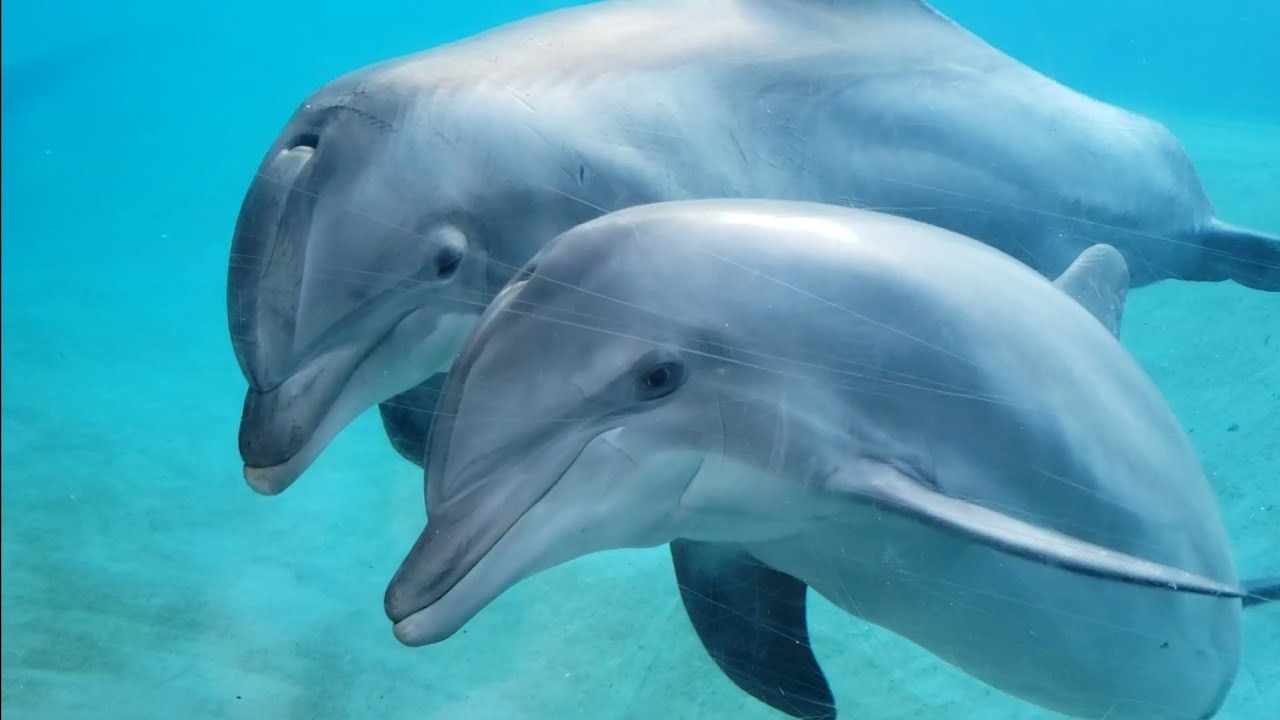 Key West Dolphin Cove Interactions - SeaWorld Orlando - March 12, 2021 ...
