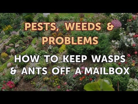 How To Keep Wasps Off Mailbox