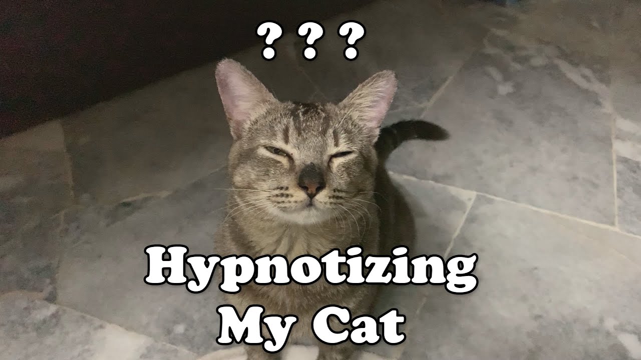 Hypnotizing my cat with the mesmerizing words from Kenny Craig... - YouTube