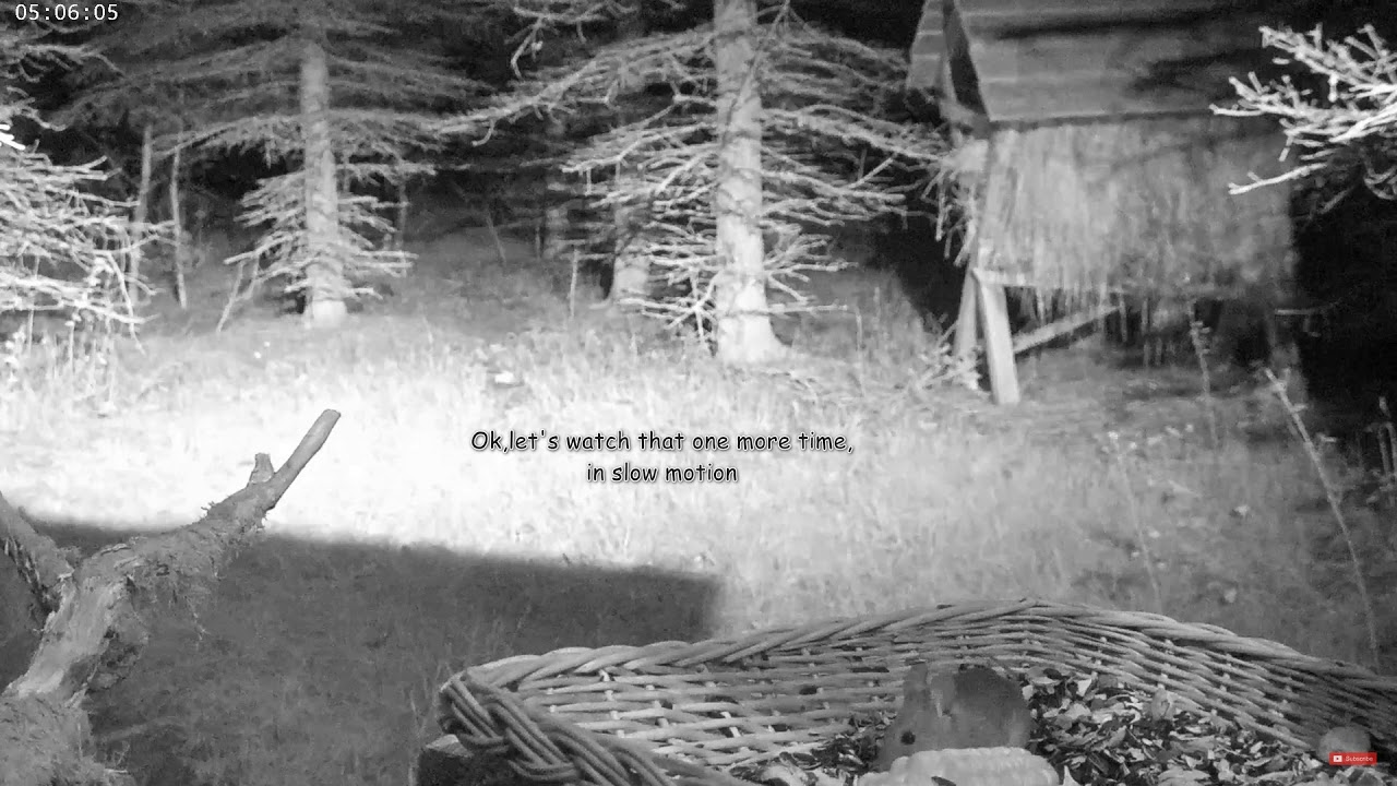 2019 10 27 Makov Czech Republic Feedercam ~ Owl Catches A Mouse - YouTube