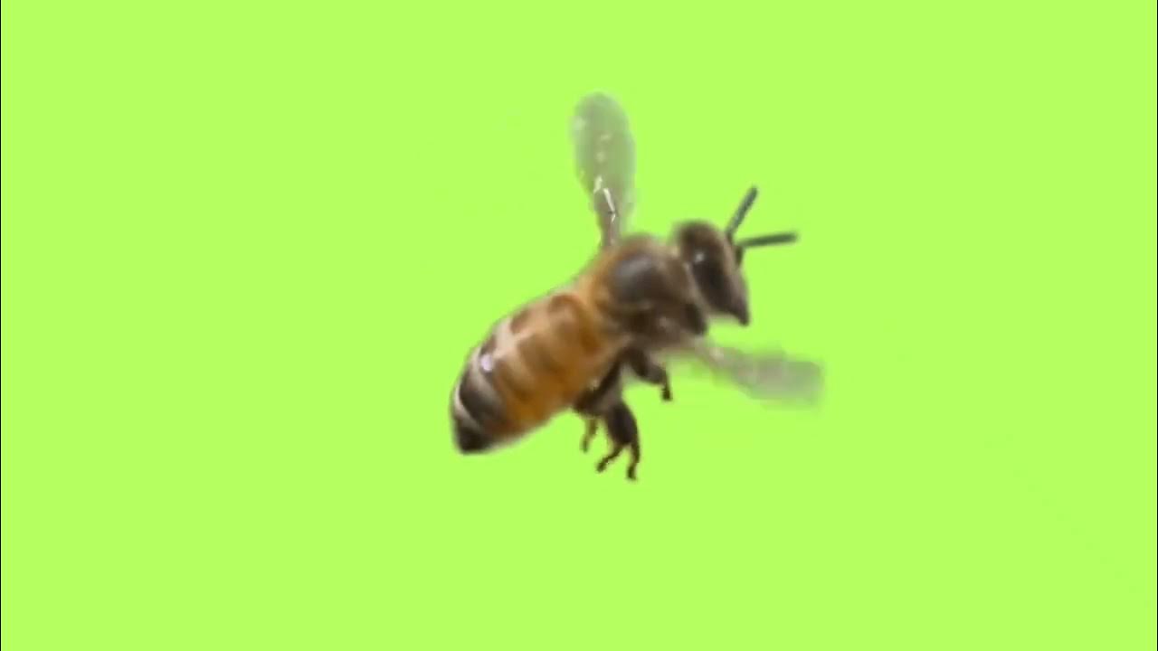 Bee, Green screen - YouTube