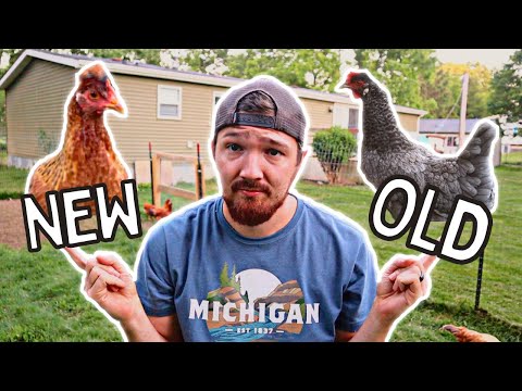 Introducing New CHICKENS To Our Existing Flock (Using Two Methods)