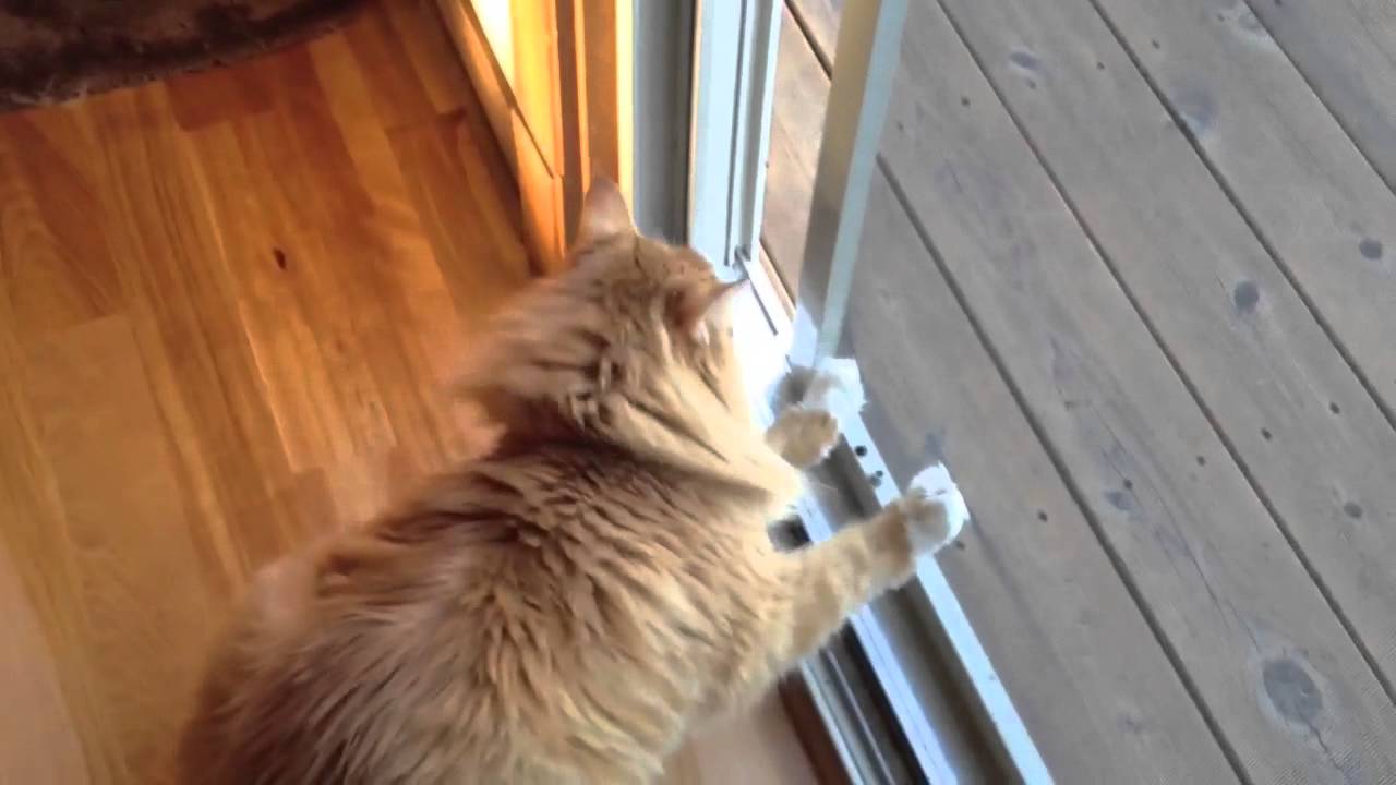 Cat says help me - YouTube