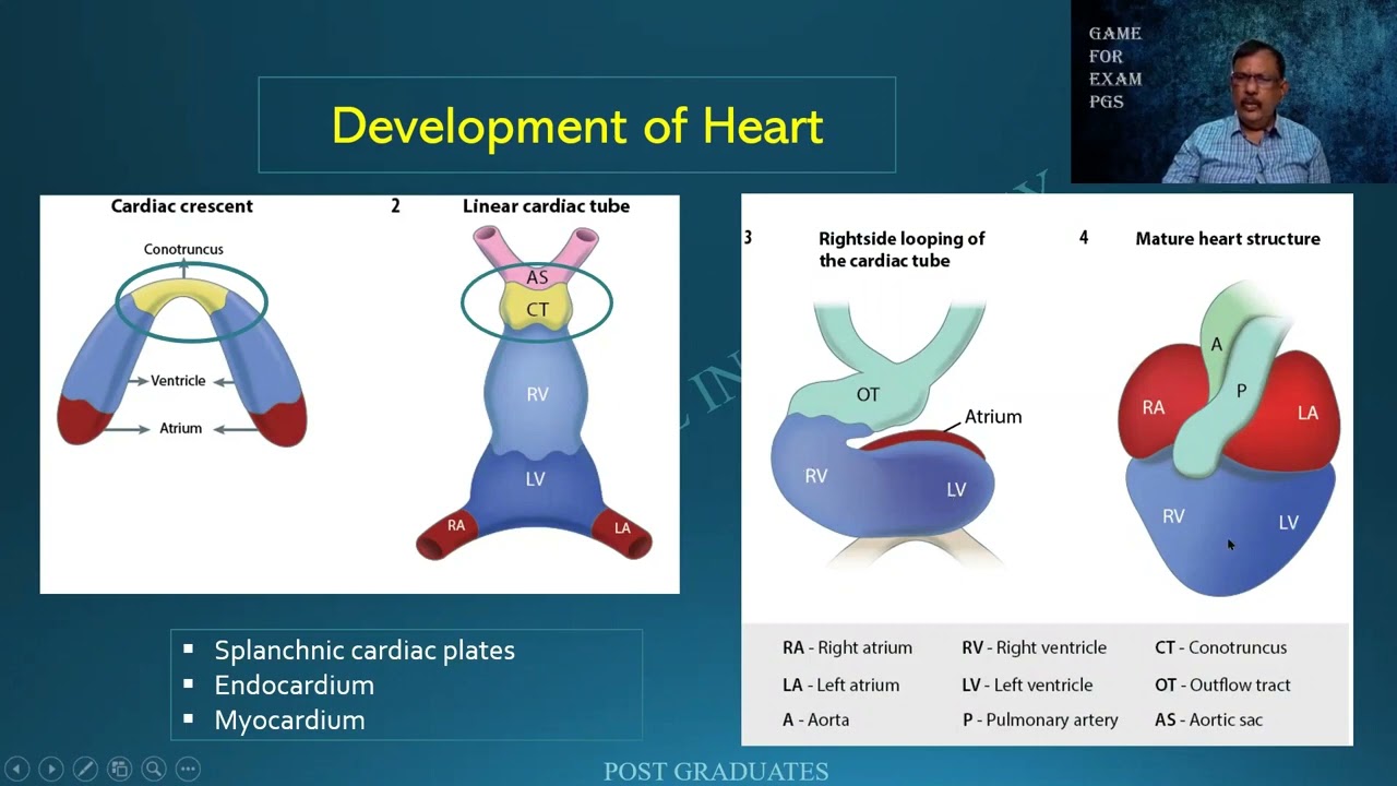 Autopsy of Heart-I|MD PATHOLOGY |RATS [GAME] |DR GSS |EXAM GOING ...
