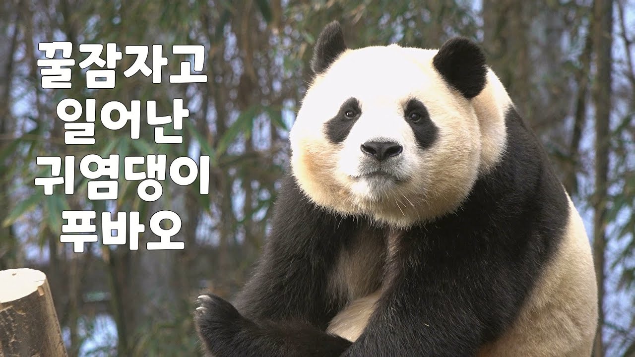 에버랜드 판다월드 꿀잠자고 일어난 귀염댕이 푸바오 토실토실 예쁜 미판이 되어가는 아이바오 딸 푸바오 공주 러바오 꼼지락 꼼지락~ Youtube