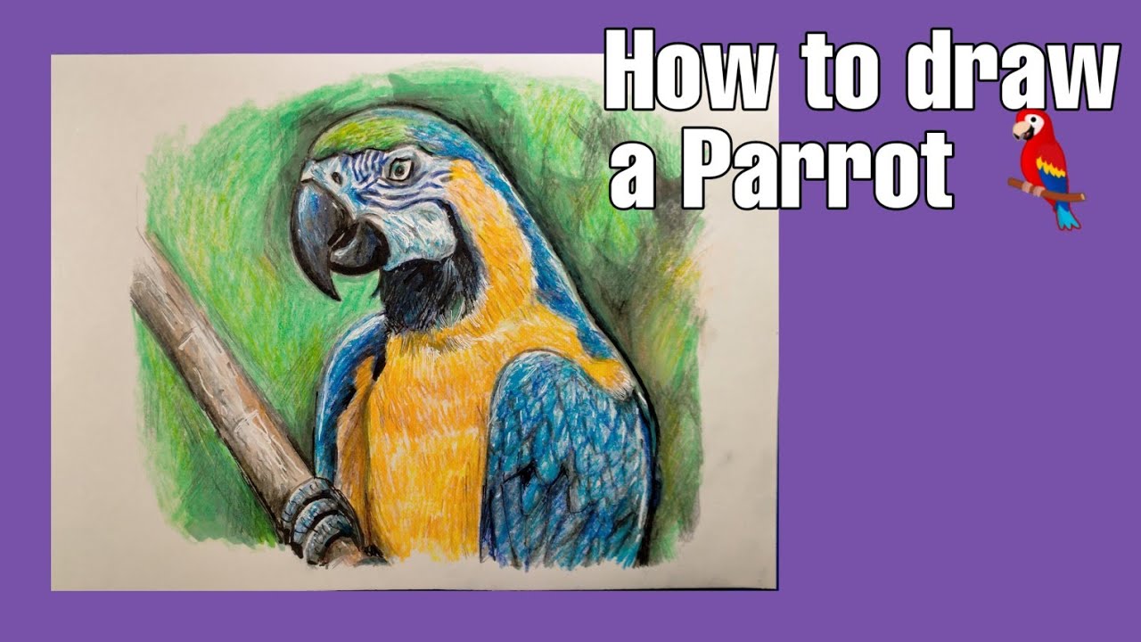 How to draw a Parrot 🦜 - YouTube