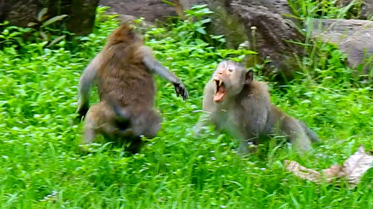GOD.. Luka Monkey Make David Monkey Accept More Gay Due Scary His ...