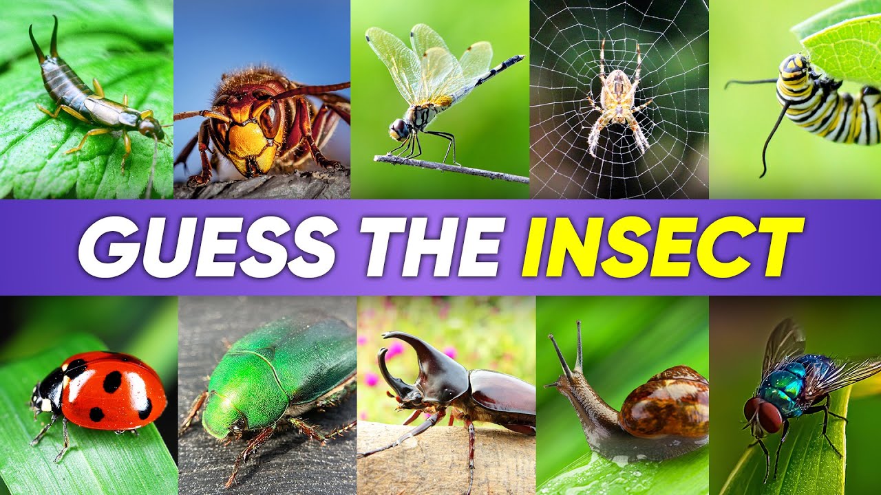 Guess The Insect Quiz Insect Quiz 🐞 🦋 Youtube
