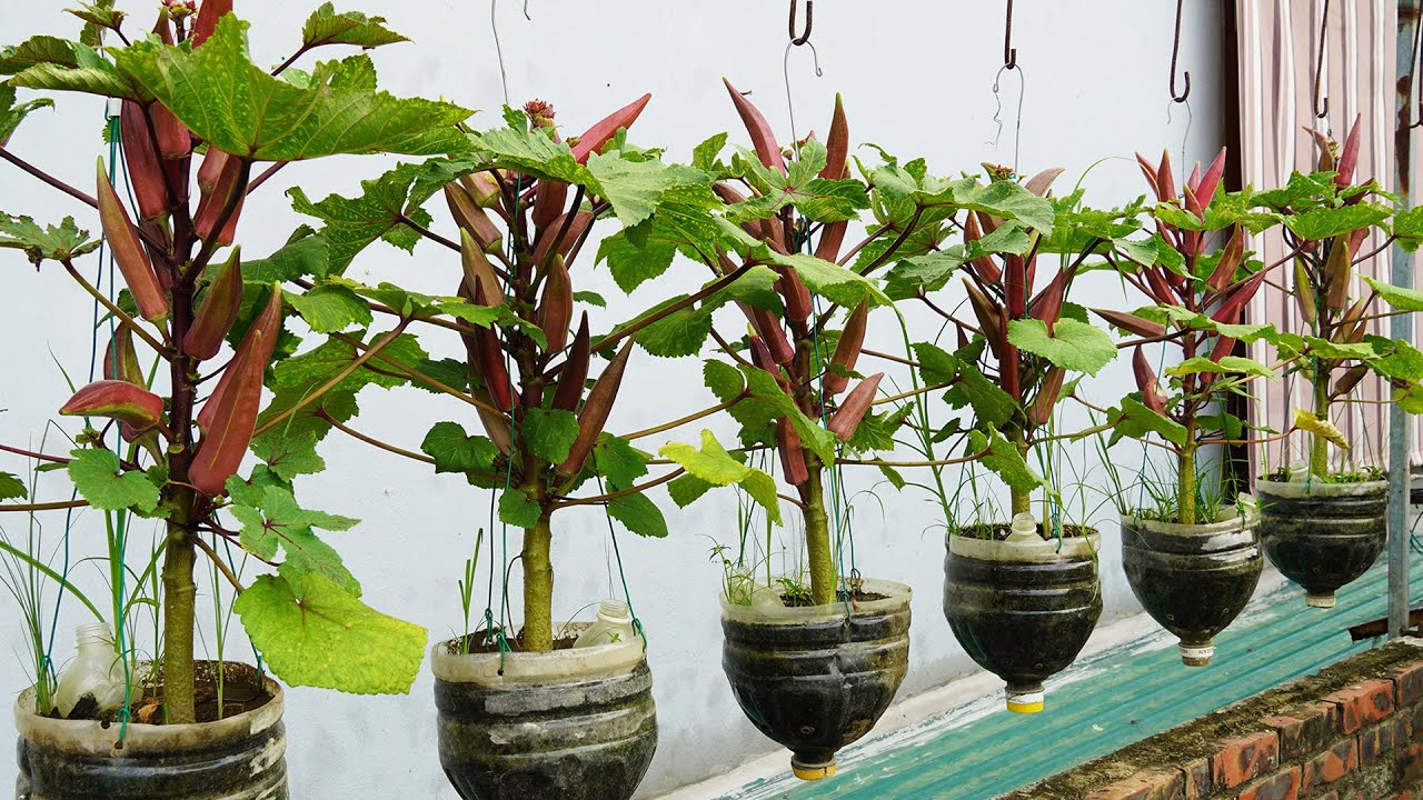 Okra Plant Leaves How To Grow Okra From Seed Christobel Travel