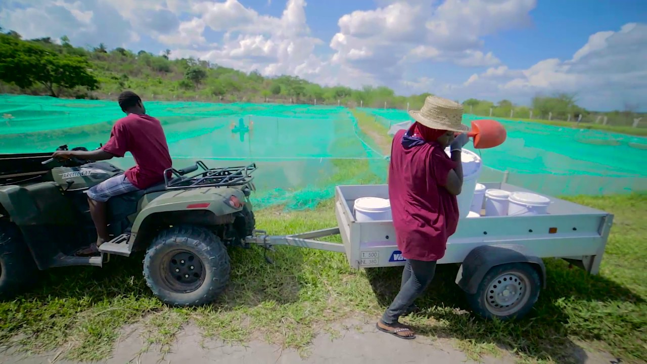 Ruvu Fish Farm - YouTube