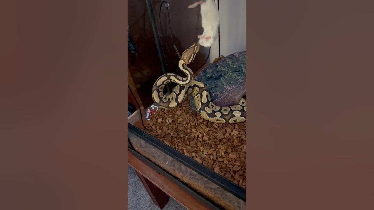 Feeding my ball python #ballpython - YouTube