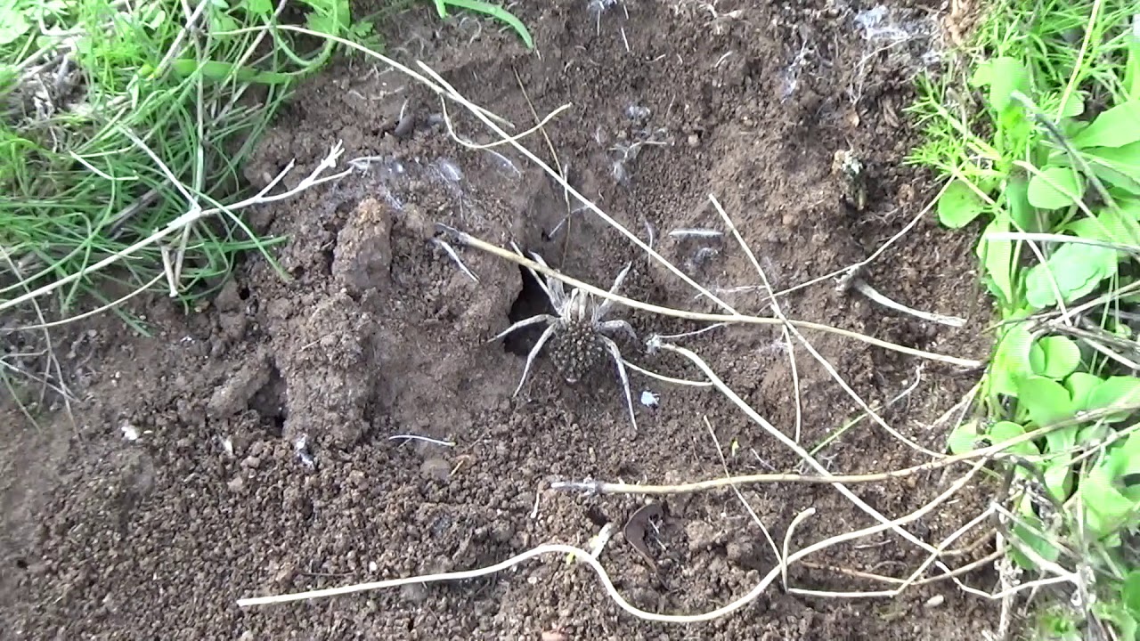 Tarantula iberica - YouTube