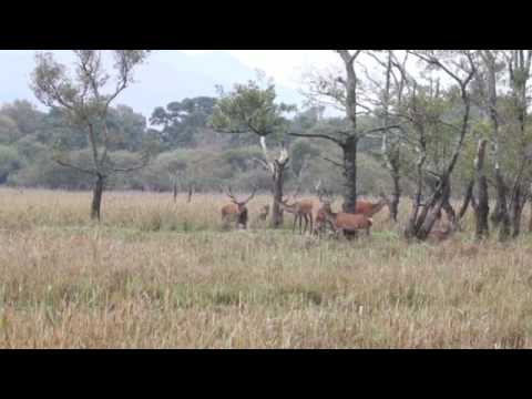 Red deer Rut, Killarney National Park, County Kerry, Ireland .. - YouTube