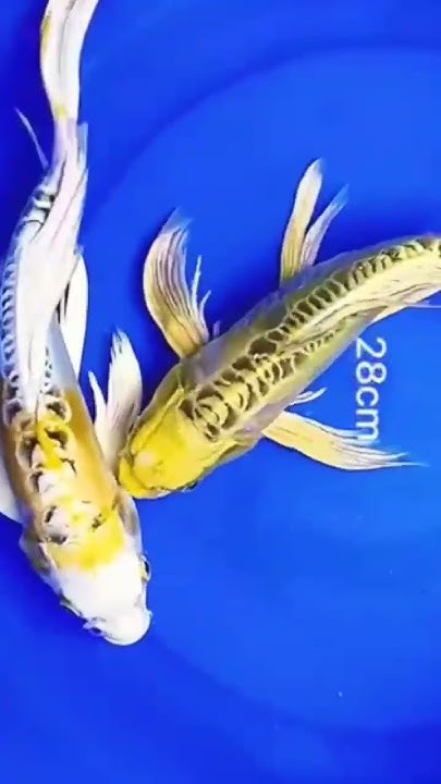 ikan koi kiko kumpai cantik #ikan #fish #ikanhias #viral #short #koilovers #koipond - YouTube