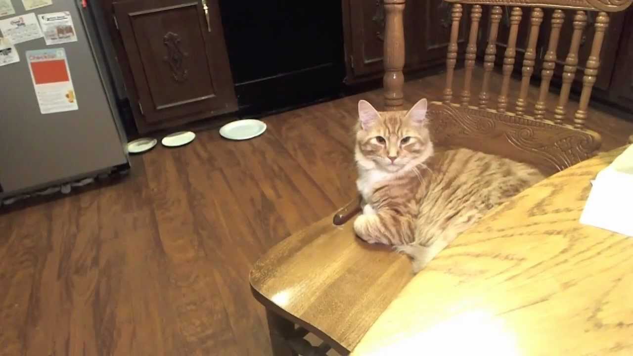 Not Impressed Cat! - YouTube