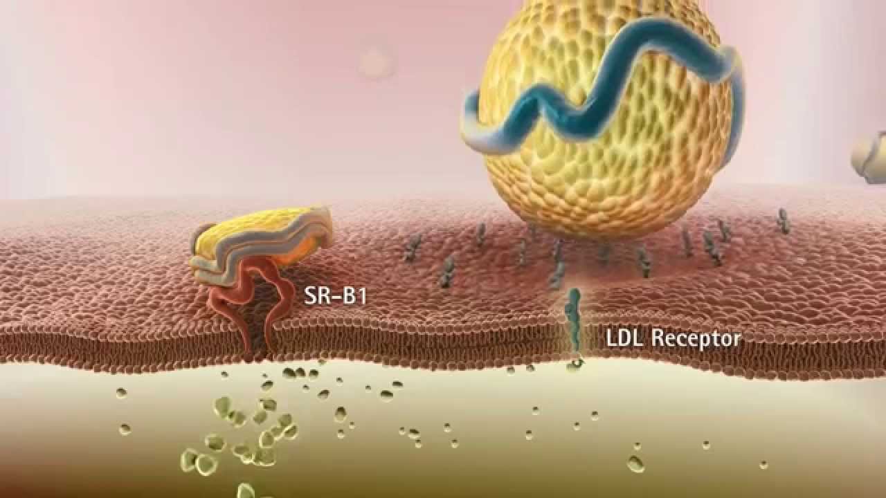 HDL & Reverse Cholesterol Transport - YouTube