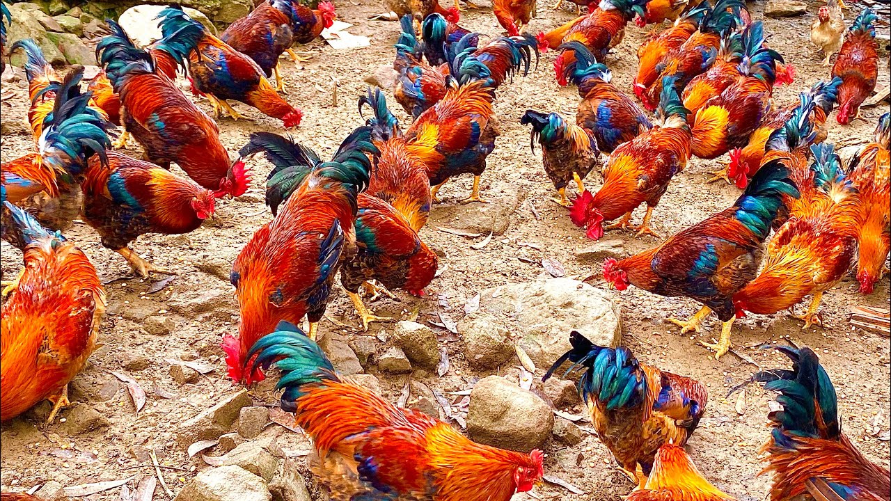 FULL VIDEO: Explore the World of Raising Free-range Chickens . Raising ...