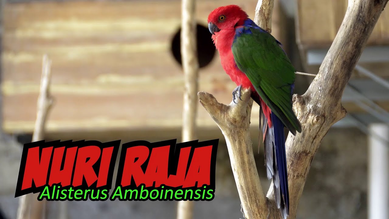 Nuri Raja Ambon - Alisterus amboinensis - YouTube