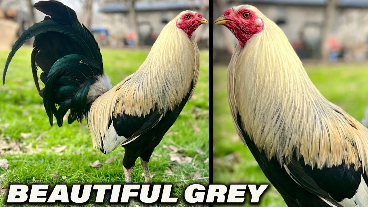 Beautiful Giro Grey Abel Hernandez Farms - Beautiful Birds - YouTube