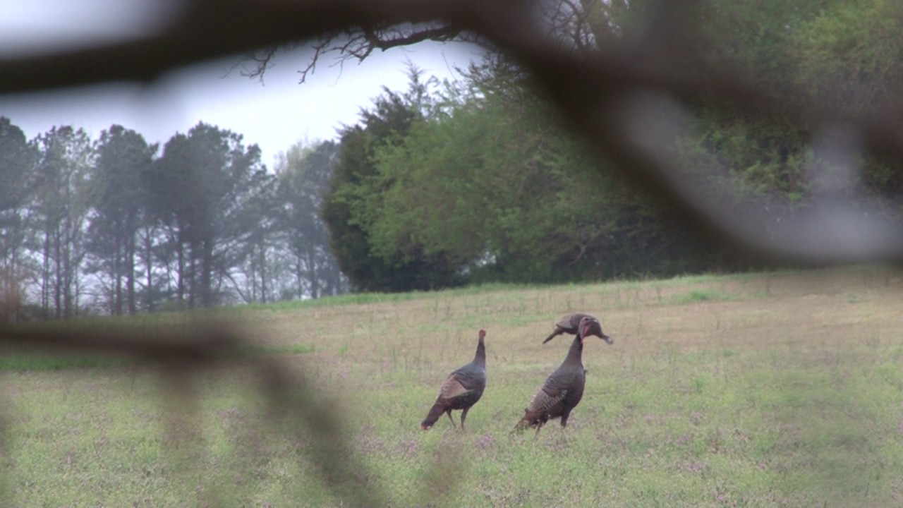 Double Barrel Isle of Wight, VA turkey hunt with Ronbo - YouTube