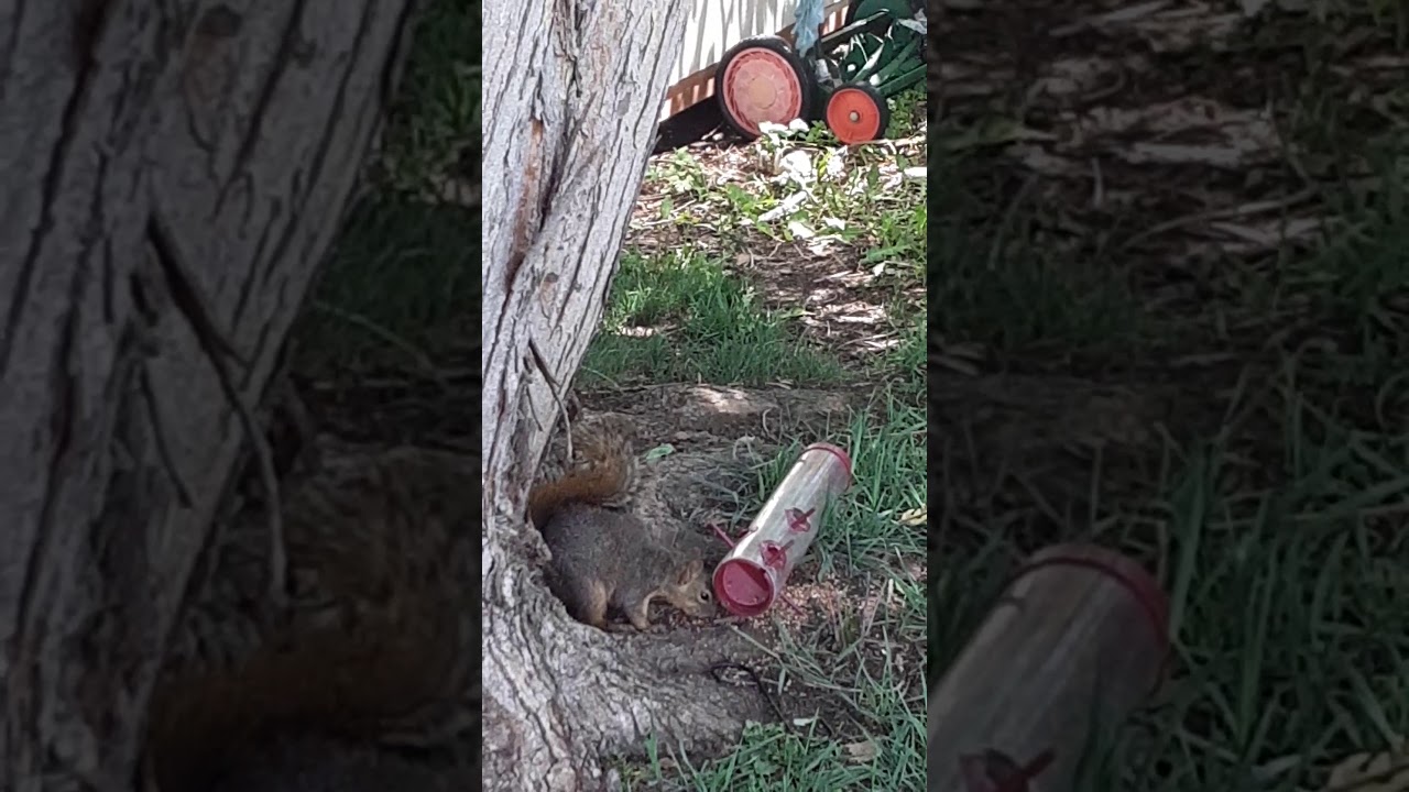Squirrel enjoying seeds 2 - YouTube