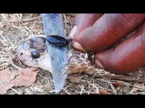 Snake...Naag mani..sanp ka manka.. - YouTube