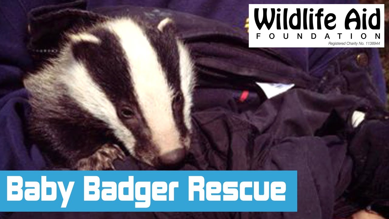 Badger Cub Rescue Mission - Saving Wildlife - YouTube