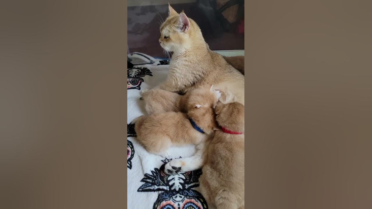 Kitten Gives Massage To Mom😸♥️ Youtube