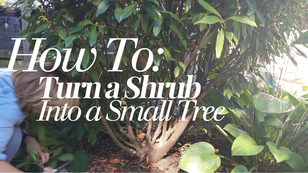 How To: Limb up a Shrub into a Small Tree - YouTube