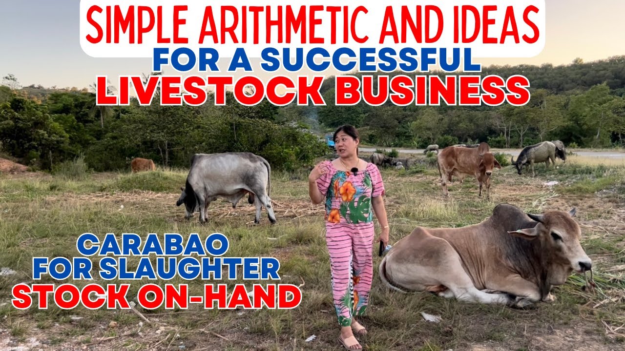 SIMPLE ARITHMETIC & IDEAS FOR A SUCCESSFUL LIVESTOCK BUSINESS | CARABAO ...