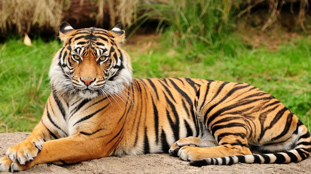 Tiger ASL YouTube tiger-asl-youtube