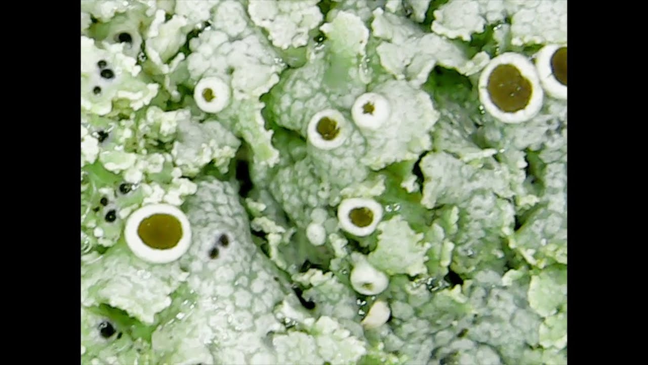 GREEN MONSTER! Algae plus fungi equals lichens! - YouTube