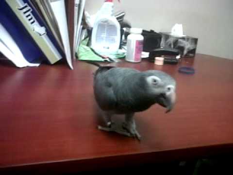 The Amazing Spinning Parrot! - YouTube