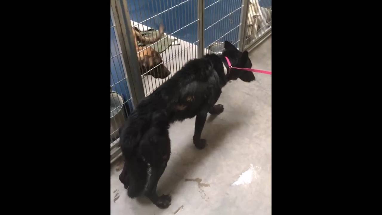 Saving Paws Rescue: Velvet - YouTube